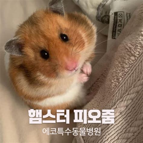 햄스터 키우기 암컷 햄스터 혈뇨 피오줌 증상을 보인다면 자궁축농증을 의심해 보아야 합니다 네이버 블로그