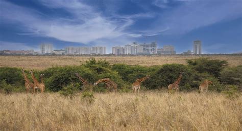 Nairobi National Park