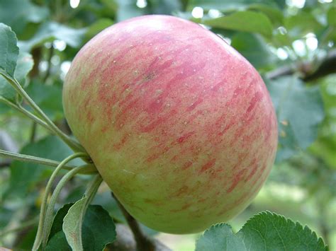 Wisconsin Apple Tree At Shirley Chisholm Blog