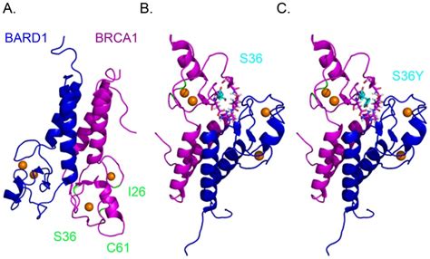 A The Ring Domains Of Brca1 And Bard1 Pdb 1jm7 63 Are Represented