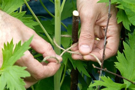 How To Grow Delphiniums Bbc Gardeners World Magazine
