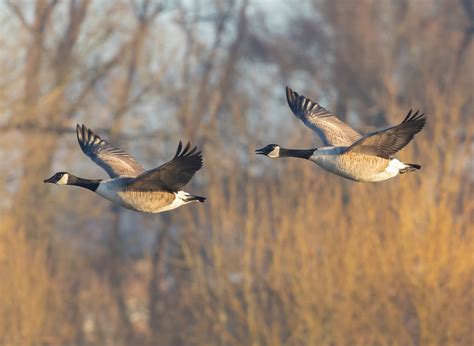Canadian Geese Birds Wings Free Photo On Pixabay