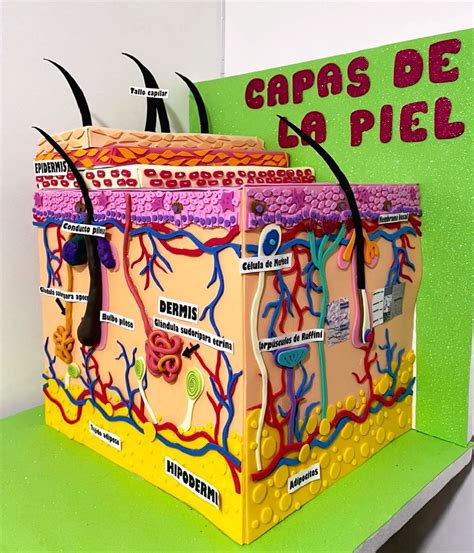 Maqueta De Las Capas De La Piel Artofit
