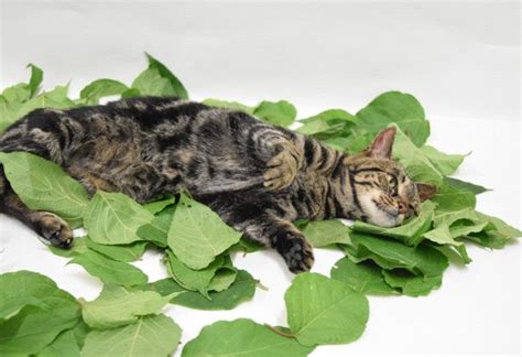 Cat Chit Chat Silvervine Is Non Addictive And Safe For Cats To Enjoy