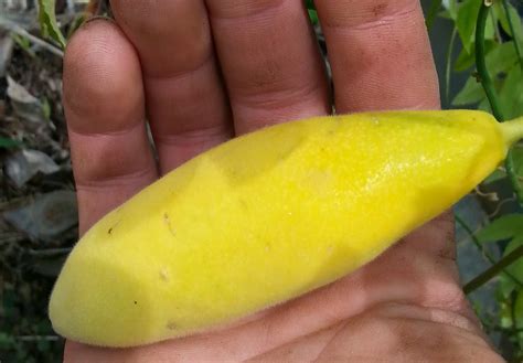 Forum • Consulter Le Sujet Passiflore