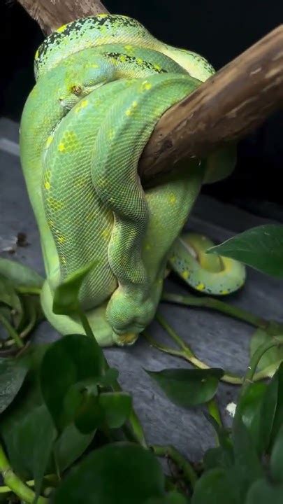 Tree Python Viralvideo Viralreels Viralshort Viralshorts Fypyoutube Fypage Trendingshorts