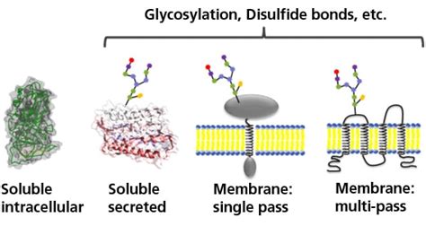Protein Antigen Expression Service Creative Diagnostics