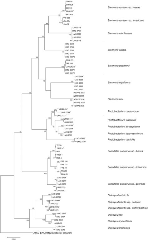 Maximum Likelihood Tree Based On Concatenated Partial Gene Sequences Of