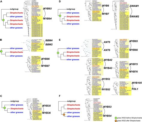 24 Phylogenetic Tree For Plants HatonHarnake