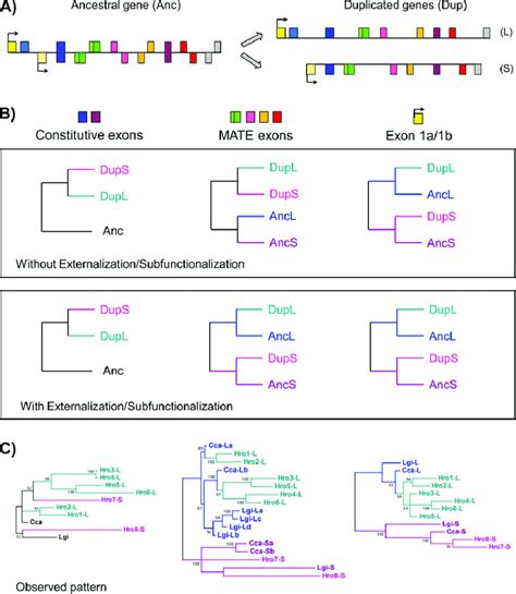 Externalization Of Internal Paralogs By Subfunctionalization A Download Scientific Diagram