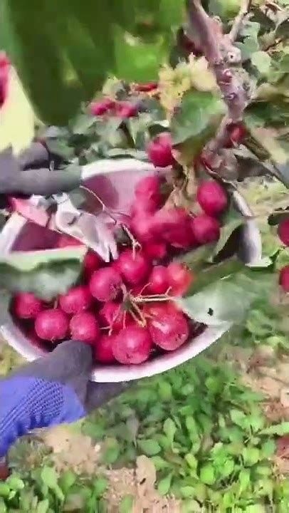 건강식물 산사나무 🍒 고지혈증 동맥경화 소화불량 Youtube