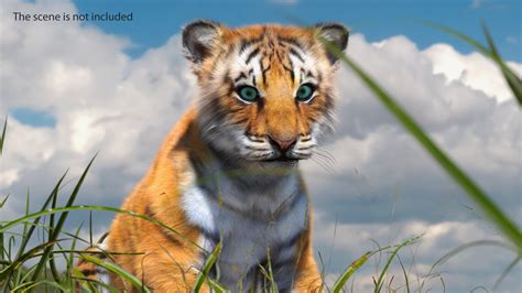 3d Tiger Cub Fur Rigged Model Turbosquid 2342426