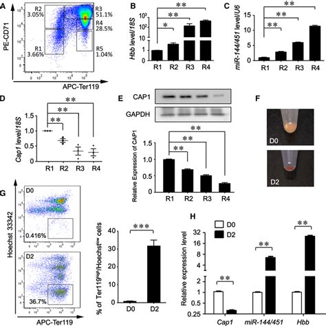 Cap1 Is Down‐regulated During Terminal Erythroid Differentiation A A Download Scientific