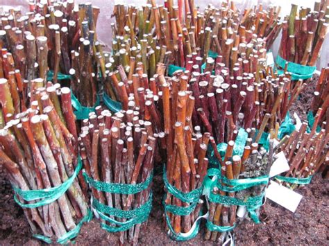 Pear Rootstock Breeding Pome Fruit Breeding Program Washington State University Pear Rootstock Breeding Pome Fruit Breeding Program Washington State University