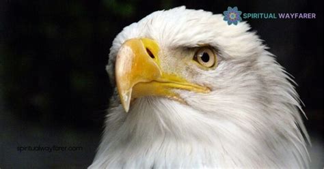 The Ultimate Guide To Eagle Symbolism Meaning History And Cultural