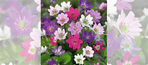 Печеночница благородная купить в Москве по низкой цене | Товары для ...