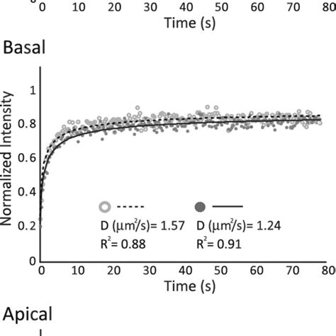 The FRAP Model Implemented To Calculate Effective Diffusion Download Scientific Diagram