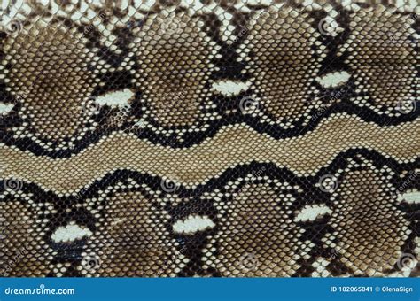 Python Skin Texture Snake Skin Pattern Stock Image Image Of White Brown