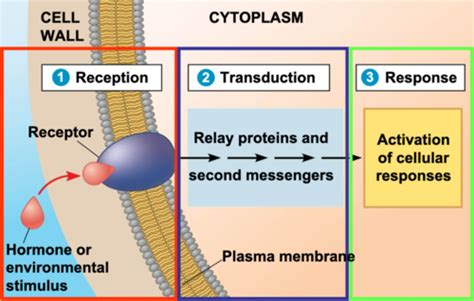 Chapter 39 Plant Responses To Internal And External Signals Flashcards Quizlet