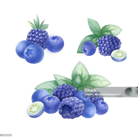 블루 베리 블랙 베리 민트 수채화 세트 구성 손으로 그린 고립 된 일러스트레이션 육즙이 많은 야생 딸기 월귤 나무속과 이슬 딸기 주방 섬유 식품 포장 건강 식품 및 요리법