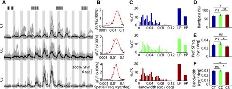 Cc And Ct Neurons Filter Spatial Frequencies At A Broader Band Than Cs Download Scientific