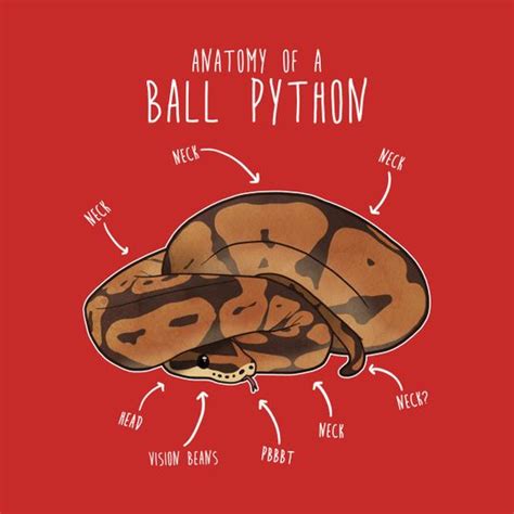 Anatomy Of A Ball Python Snake T Shirt