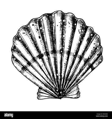 Vector Seashell Hand Drawn Illustration Of Sea Shell On Isolated Background Drawing Of Scallop