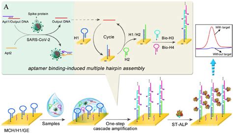 Highly Sensitive Electrochemical Aptasensor For Sars Cov 2 Antigen Detection Based On Aptamer