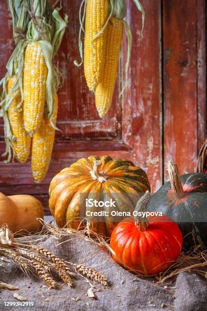 오래된 나무 문을 배경으로 시골 집에서 다양한 색상과 크기의 호박 과일과 가을 정물 0명에 대한 스톡 사진 및 기타 이미지 0명 10월 11월 Istock