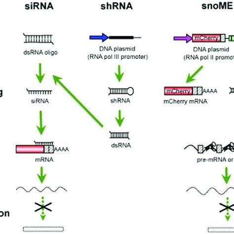 Schematic Diagram Showing Differences Between The SiRNA ShRNA And Download Scientific Diagram