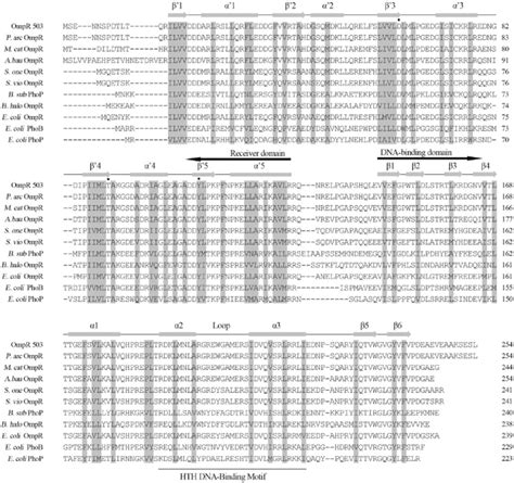 Amino Acid Sequences Alignment Of Ompr503 With Other Representative