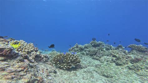 Underwaterlesbian Videos Download The Best Free 4k Stock Video