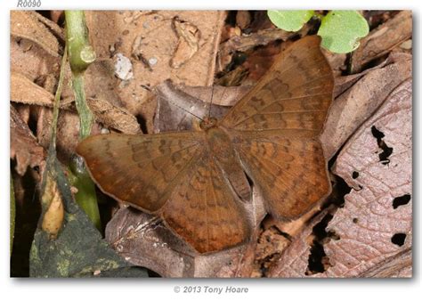 Emesis Angularis Hewitson 1870