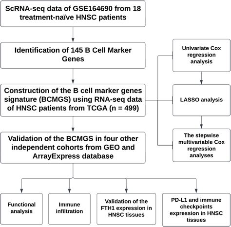 Comprehensive Analysis Of Single Cell And Bulk Rna Sequencing Data