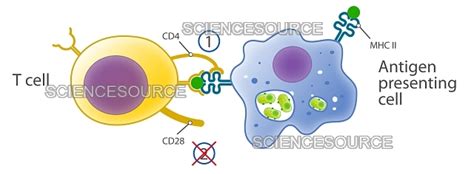 B And T Cell Antigen Recognition Illu Stock Image Science Source Images