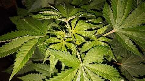 Sex Yes Please Grasscity Forum The Worlds Largest Cannabis Weed Community