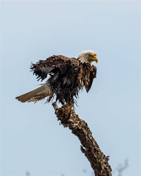 Wet Bald Eagle Perched On Dead Tree Stock Image Image Of Perch Power