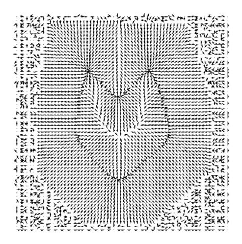Display Of Vector Field Of Image Shown In Figure 1 C Download Scientific Diagram
