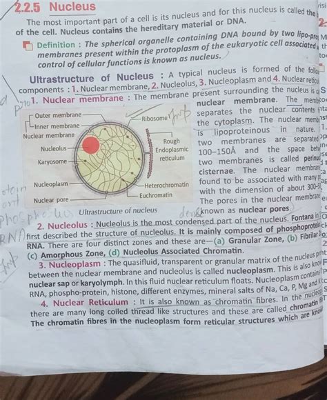 The Most Important Part Of A Cell Is Its Nucleus And For This Nucleus Is