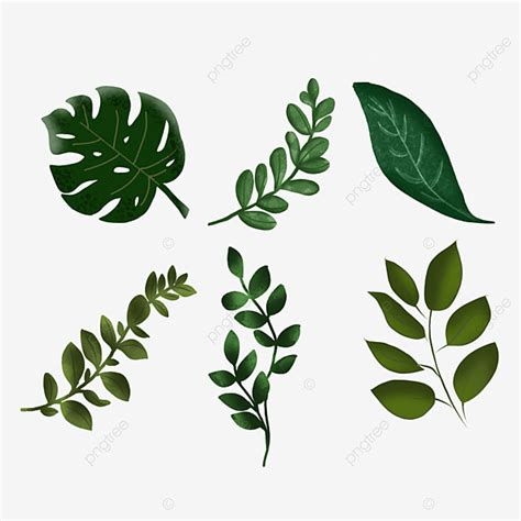 Leafes Png Image Leaf Nature Plant Green Png Image For Free Download