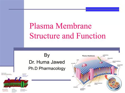 Cell Membrane Structure And Function Ppt
