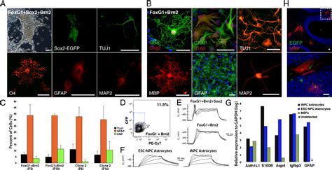 Figure 4 From Direct Conversion Of Mouse Fibroblasts To Self Renewing