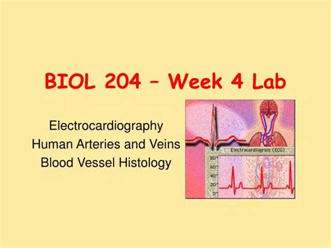 Ppt Biol 204 Week 4 Lab Powerpoint Presentation Free Download Id