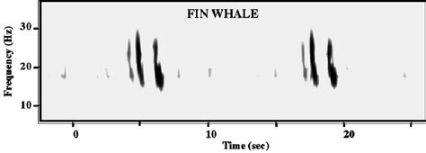 Lmg 0302 Antarctic Fin Whale Calls Recorded On The Arps The Call Download Scientific Diagram