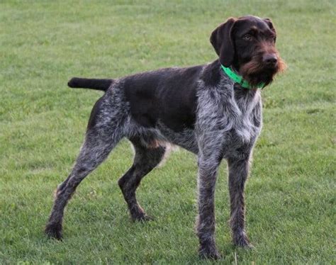 German Wirehaired Pointer Pets Australia