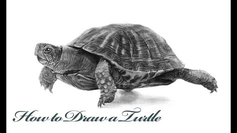 Realistic Turtle Drawing Today We Re Learning How To Draw A Realistic Sea Turtle