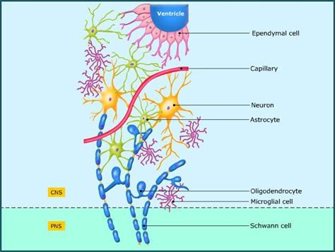 Support Cells In The Central Nervous System Are Collectively Called