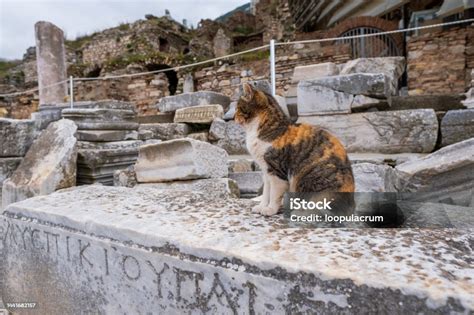 에베소 유적에서 고대 그리스 텍스트가 있는 역사적인 동상에 앉아 길 잃은 고양이 0명에 대한 스톡 사진 및 기타 이미지 0명 가축 거리 Istock