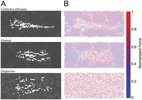 Snapshots Of Migration Patterns Cell Contacts And The Migratory Cell