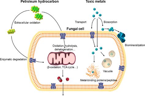 Mixed Fungal Cultures A More Potent Method Of Crude Oil Biodegradation ICJS International